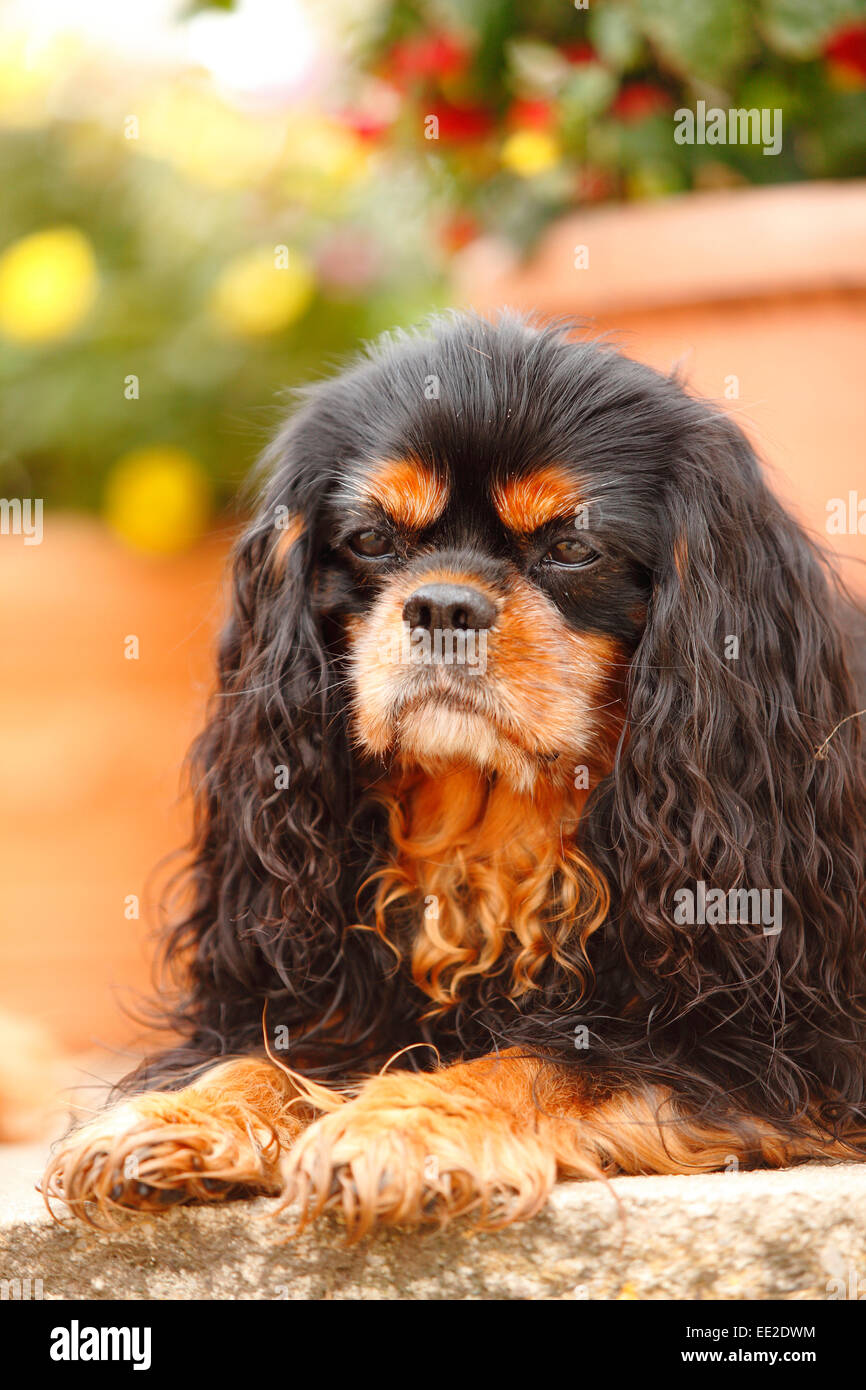 Cavalier King Charles Spaniel, male, black-and-tan|Cavalier King ...