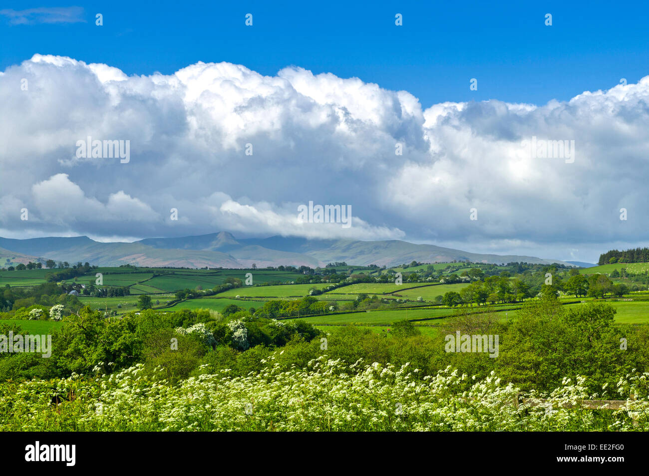 RAINCLOUDS OVER THE BRECON BEACONS IN SPRINGTIME WITH MAYFLOWER IN THE ...