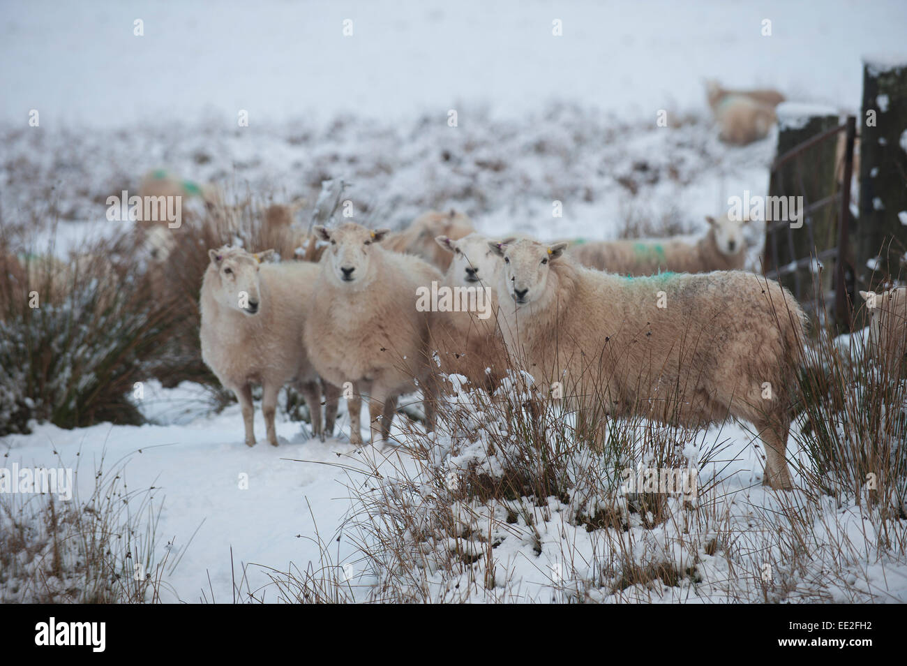 Mynydd Epynt Range of hills, Powys, Wales, UK. 13th January, 2015 ...