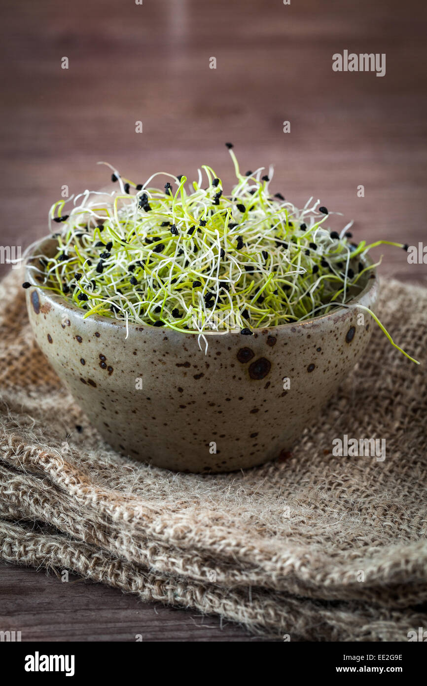 Onion sprouts germ hi-res stock photography and images - Alamy