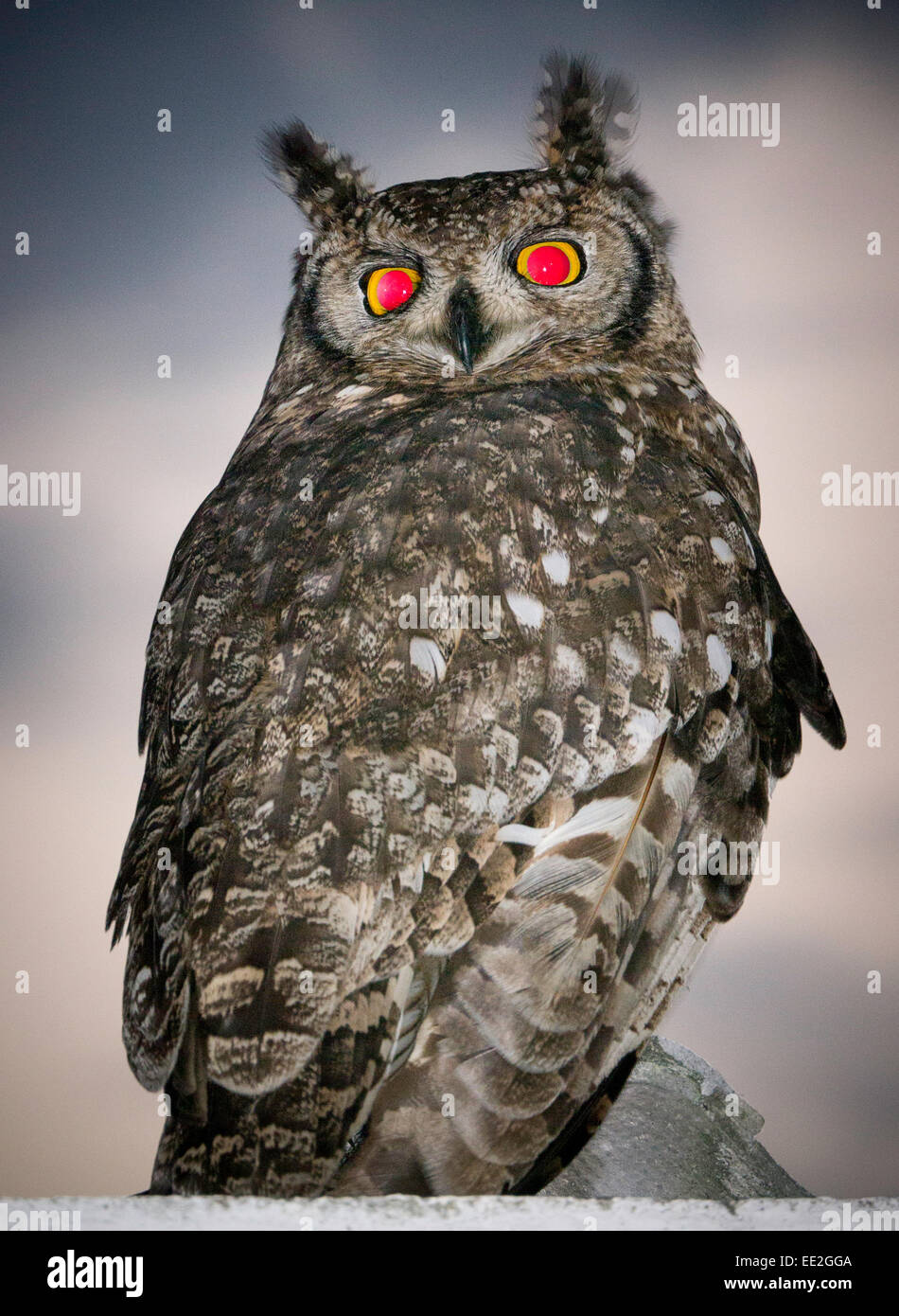 Cape eagle owl bubo capensis hi-res stock photography and images - Alamy