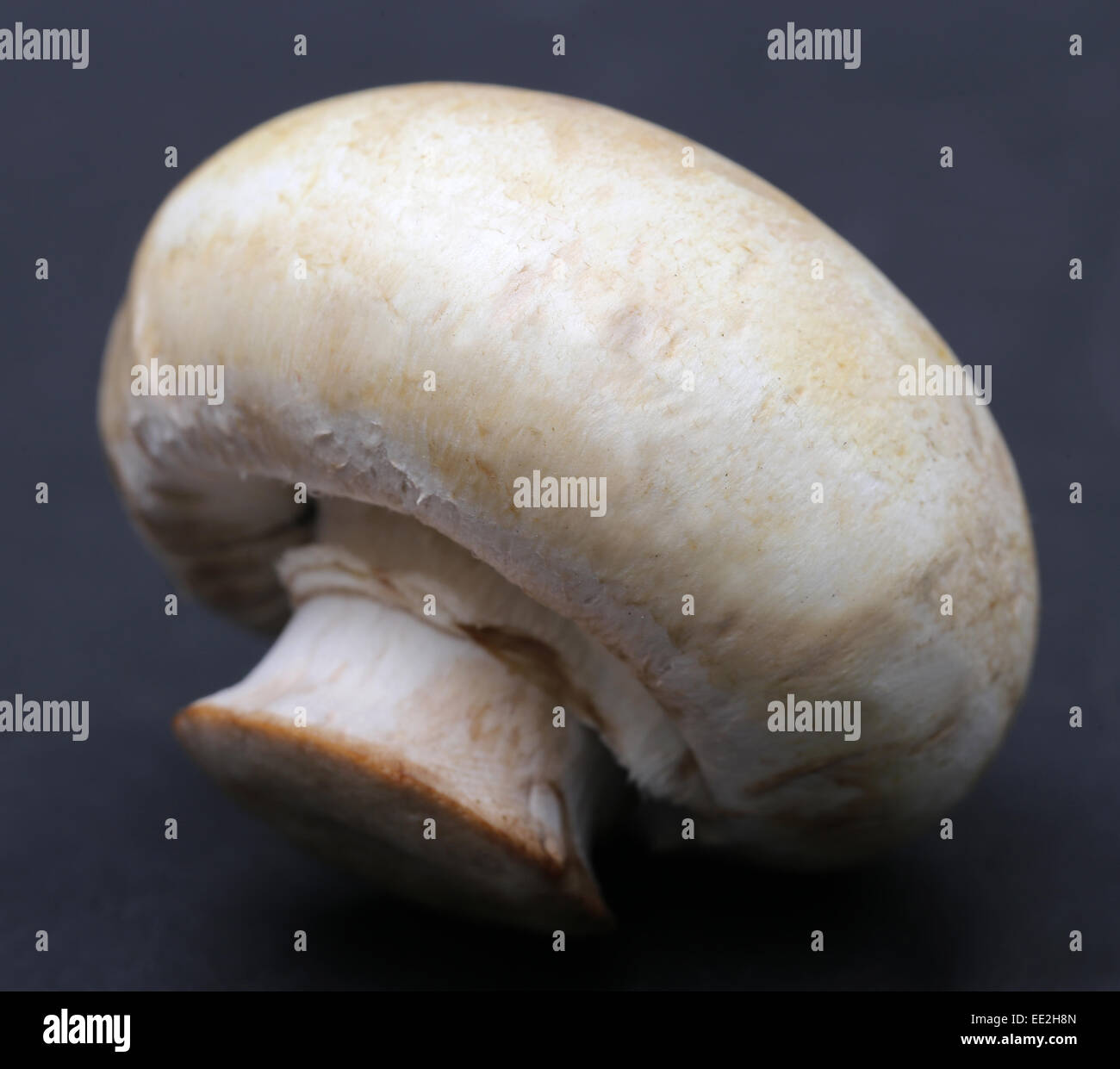 Full mushroom hi-res stock photography and images - Alamy