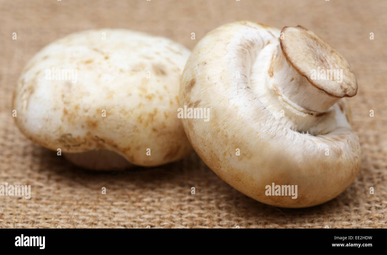 Button mushroom hi-res stock photography and images - Alamy