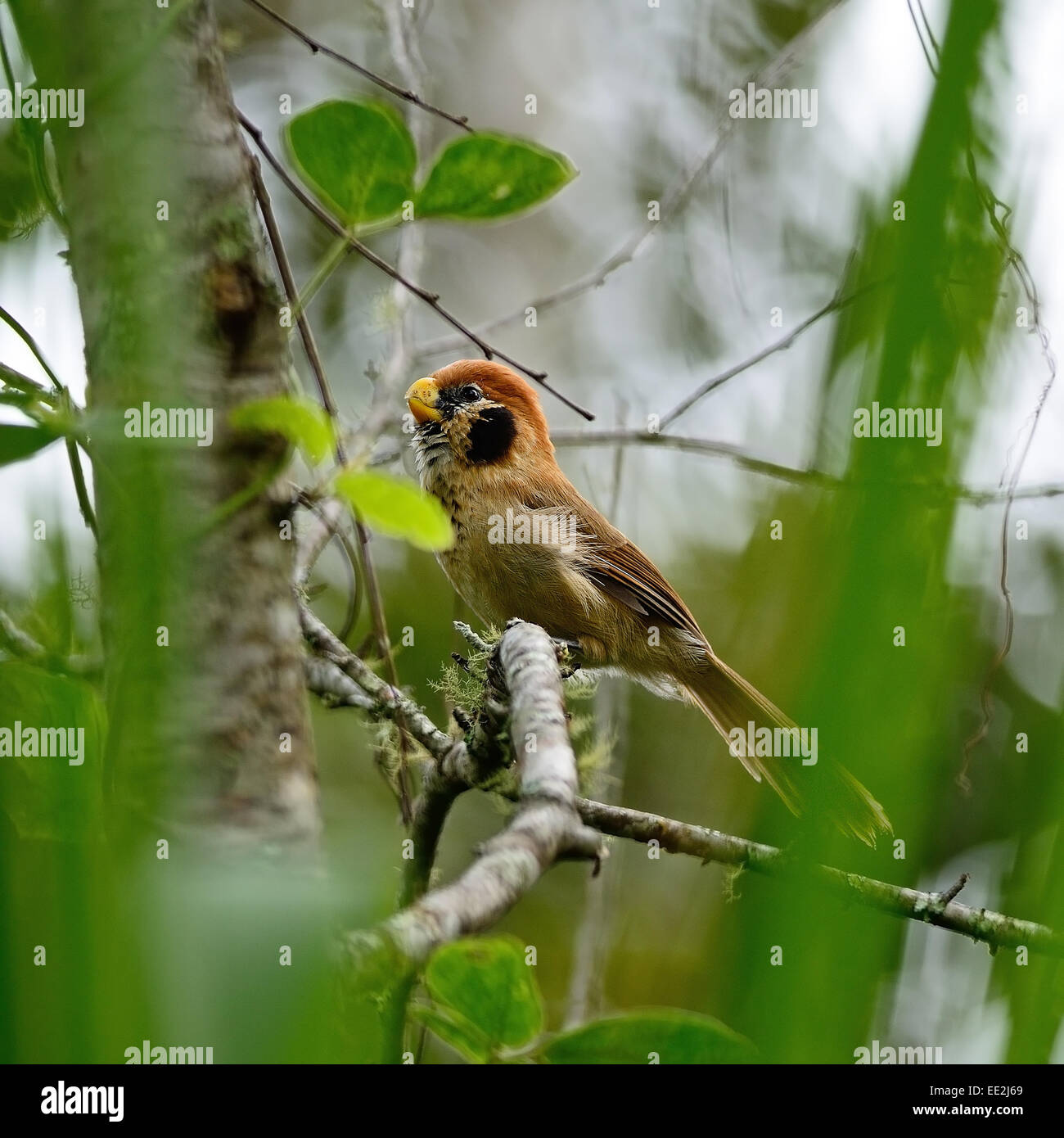 Beautiful Parrotbill, Spot-breasted Parrotbill (Paradoxornis ...