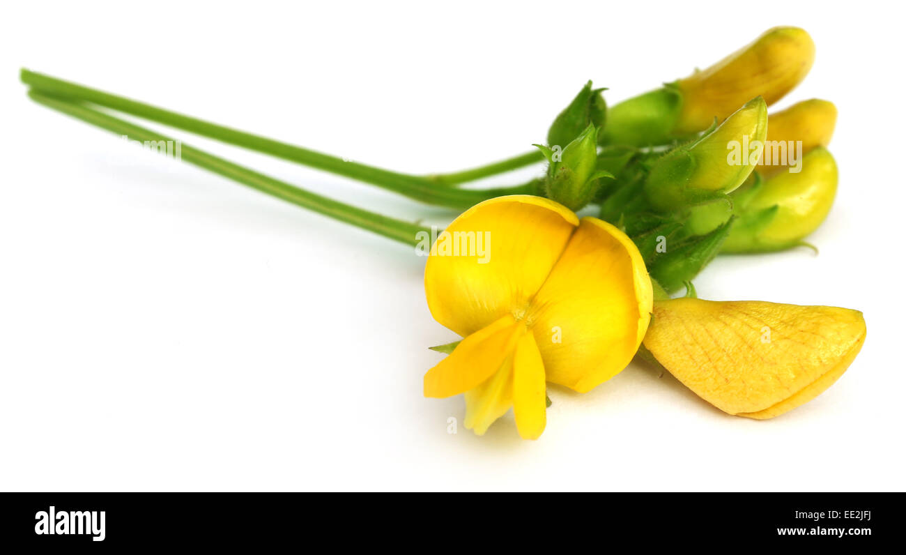 Medicinal Pigeon pea flower over white background Stock Photo - Alamy