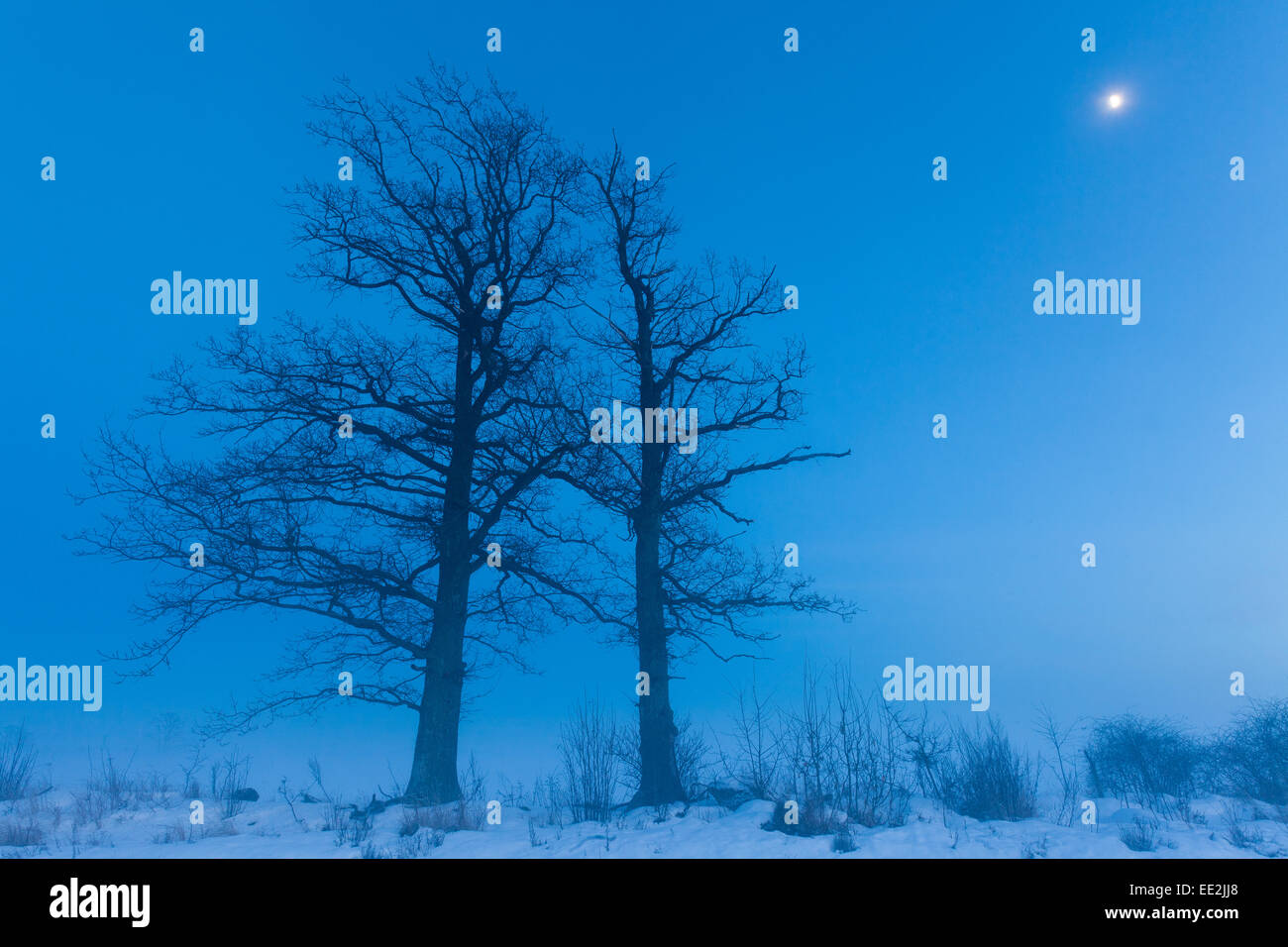 Oak trees at the blue hour at Dilling in Rygge kommune, Østfold fylke ...