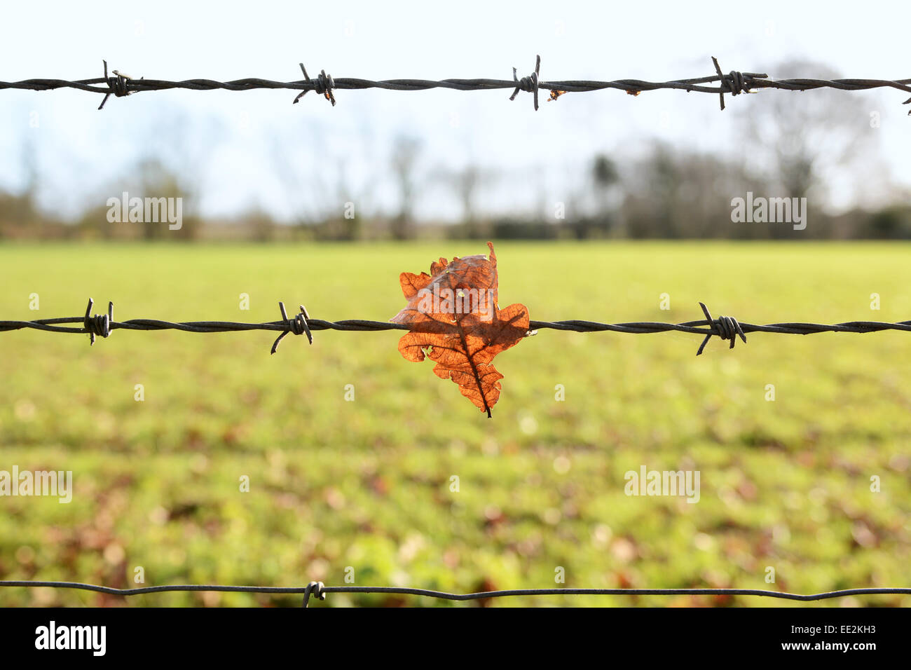 Delicate brown oak leaf caught on sharp barbed wire fence at the edge ...
