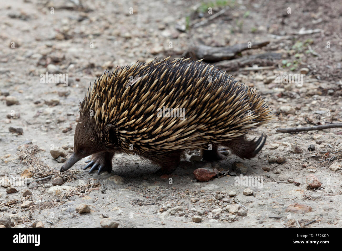 Short-beaked echidna,Tachyglossus aculeatus, in Australia Stock Photo ...