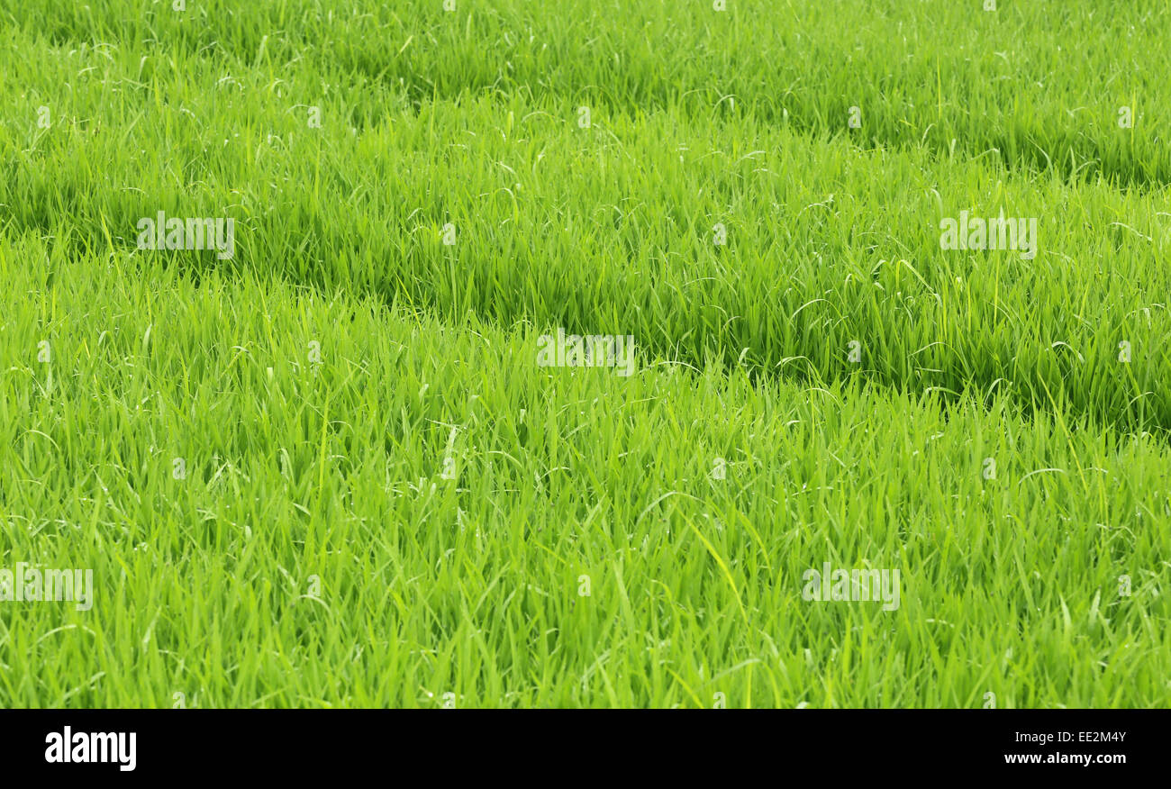 Green Grass cultivated in field Stock Photo - Alamy