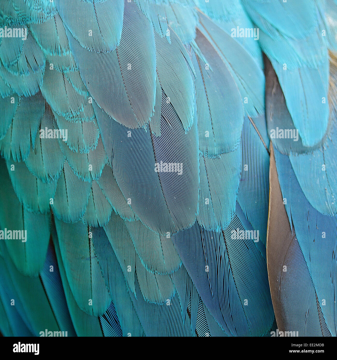 Blue color feathers hi-res stock photography and images - Alamy
