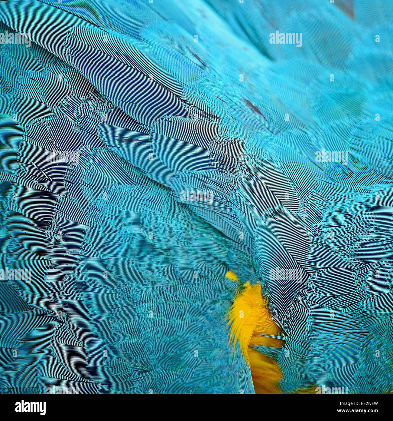 Pattern of Blue and Gold Macaw feathers Stock Photo - Alamy