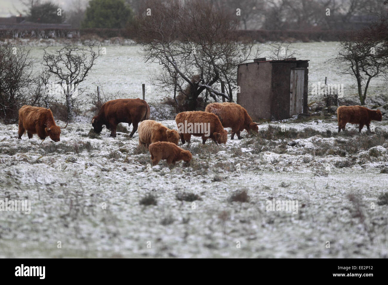 Dunloy, Co Antrim, Northern Ireland. 13th January, 2015. Highland Cows ...