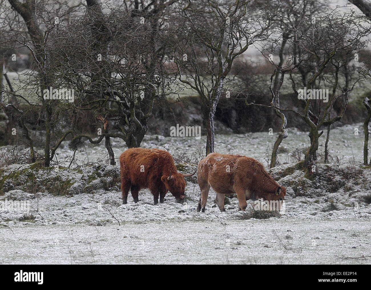 Dunloy, Co Antrim, Northern Ireland. 13th January, 2015. Highland Cows ...