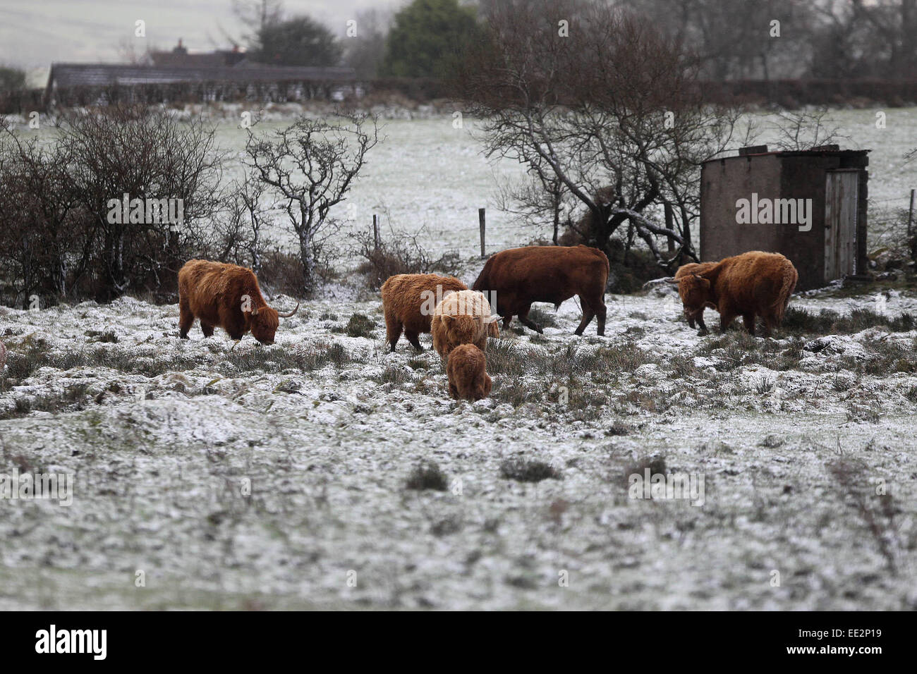 Dunloy, Co Antrim, Northern Ireland. 13th January, 2015. Highland Cows ...