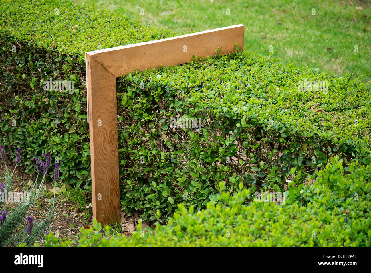 Low clipped box hedge hi-res stock photography and images - Alamy