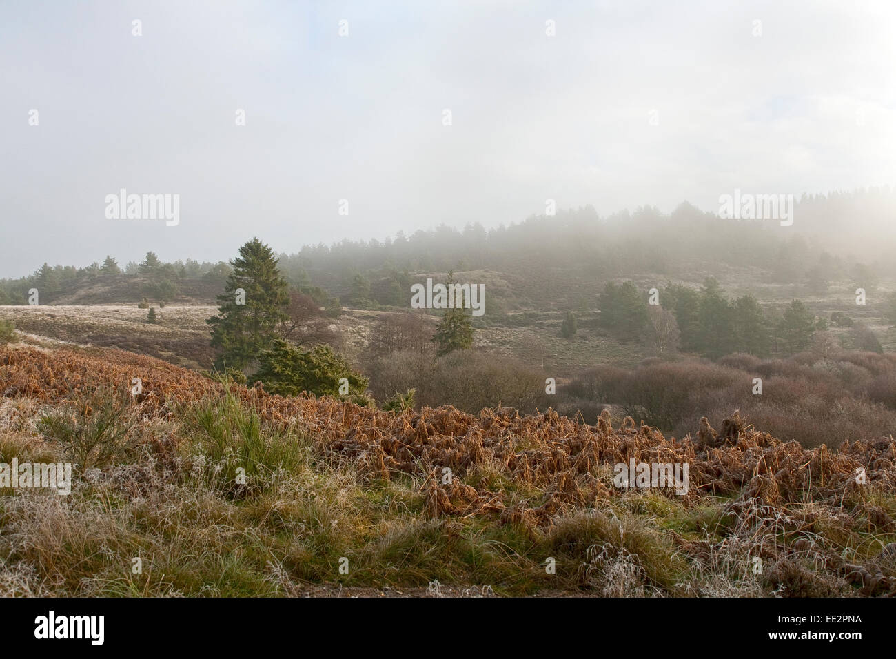 A misty morning in a moor near Silkeborg, Denmark Stock Photo - Alamy