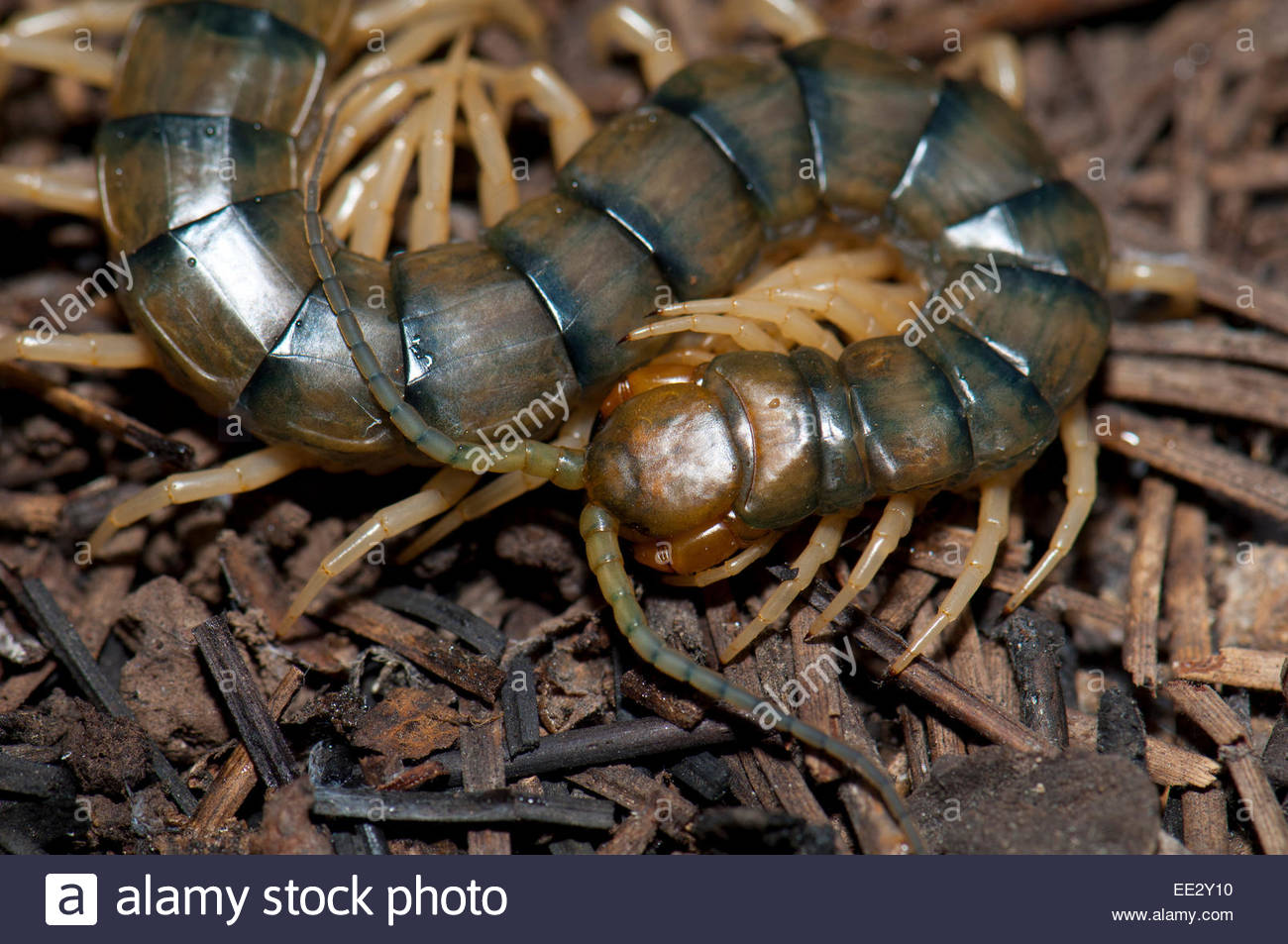 Myriapod Stock Photos & Myriapod Stock Images - Alamy