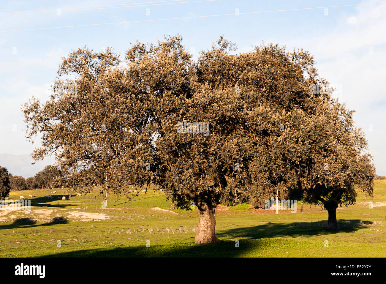 Holm Oak tree in spring, Quercus ilex Stock Photo - Alamy