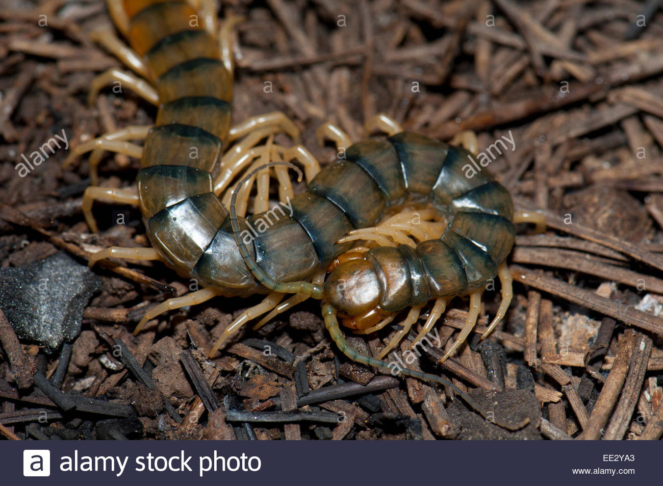 Cave Centipede Stock Photos & Cave Centipede Stock Images - Alamy