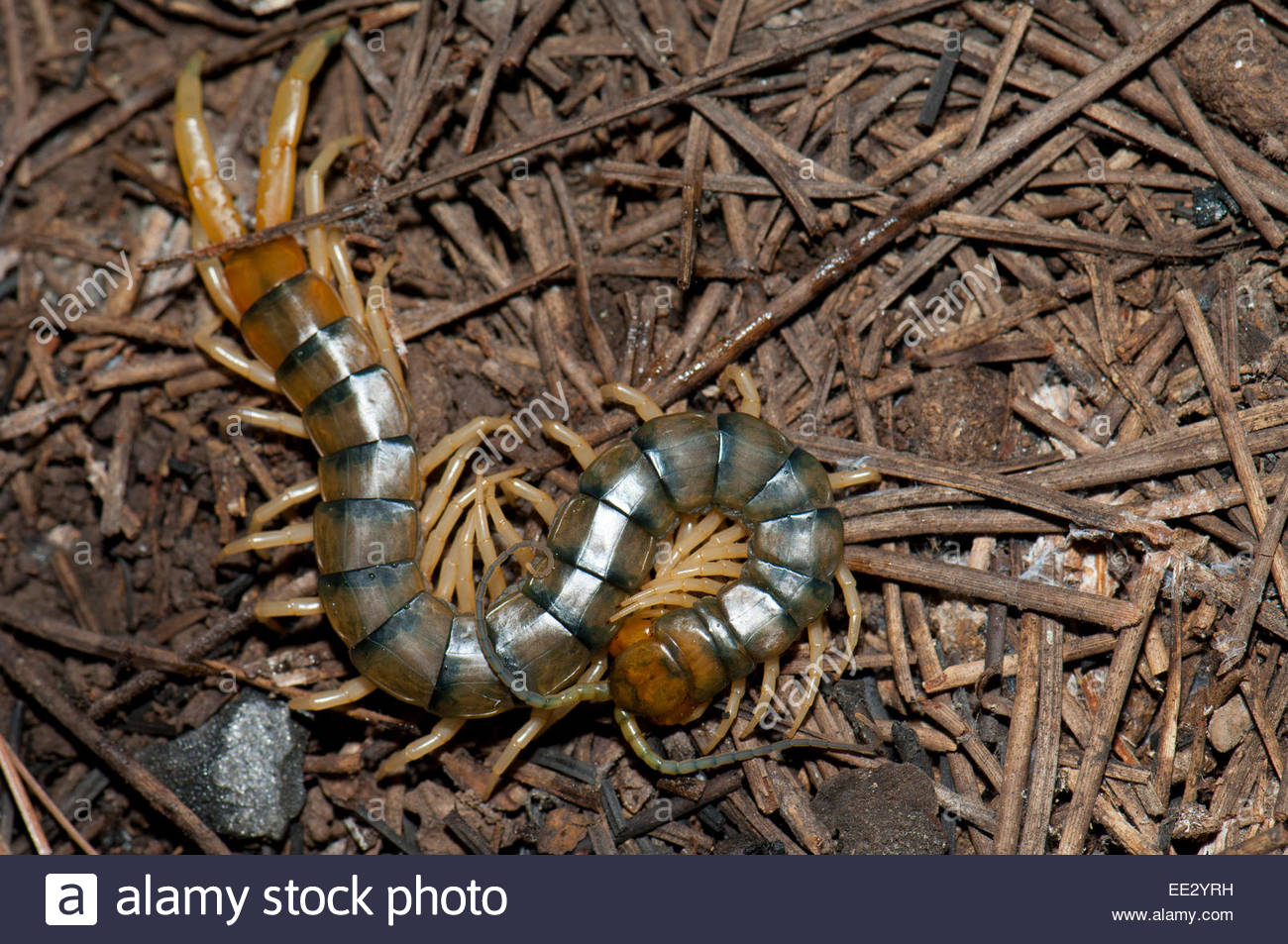 Cave Centipede Stock Photos & Cave Centipede Stock Images - Alamy
