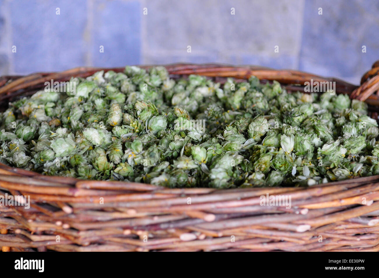 Czech hops hi-res stock photography and images - Alamy