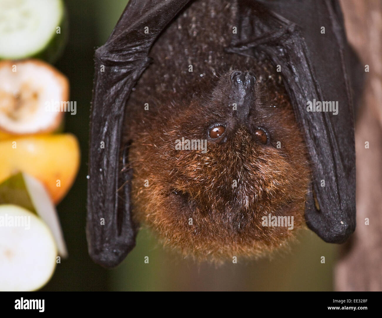 Rodrigues fruit bats hi-res stock photography and images - Alamy