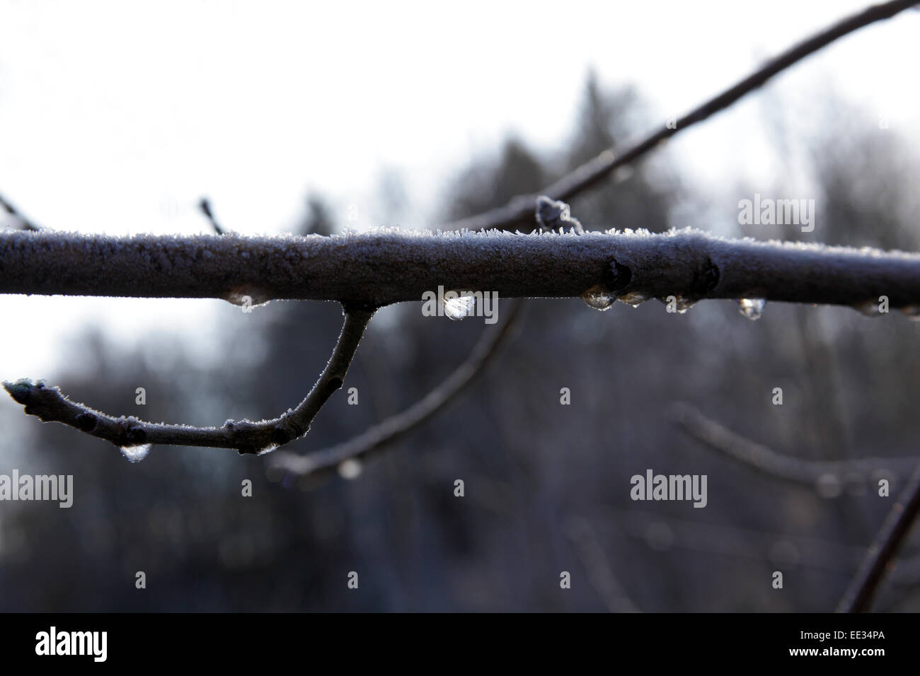 Frozen droplets on a branch, Grass Wood, Grassington area in the ...