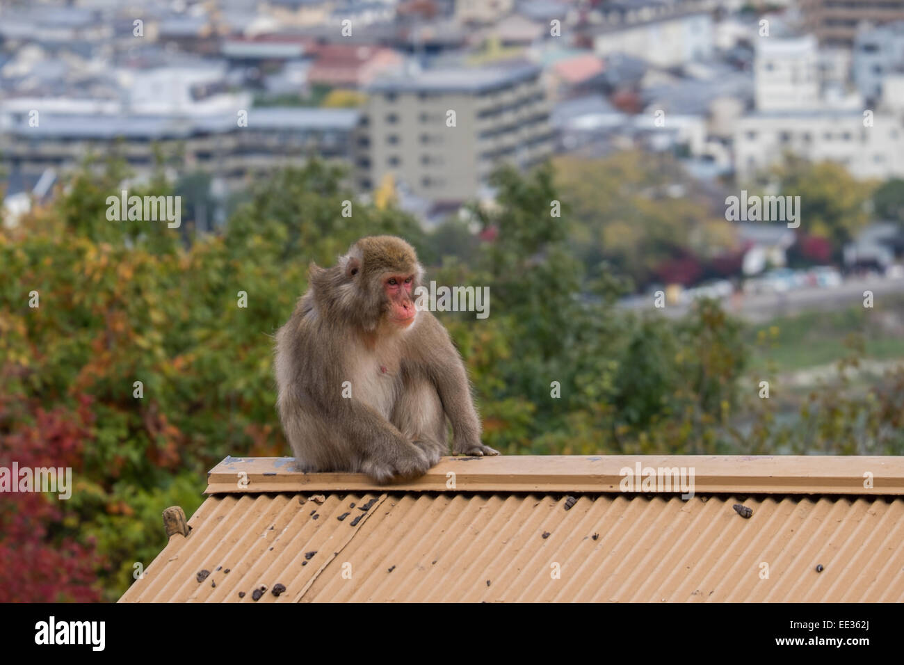 Monkey on the roof Stock Photo - Alamy