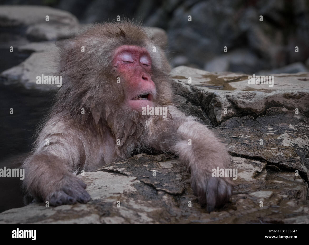 Sleepy monkey at Jigokudani Monkey Park Stock Photo - Alamy