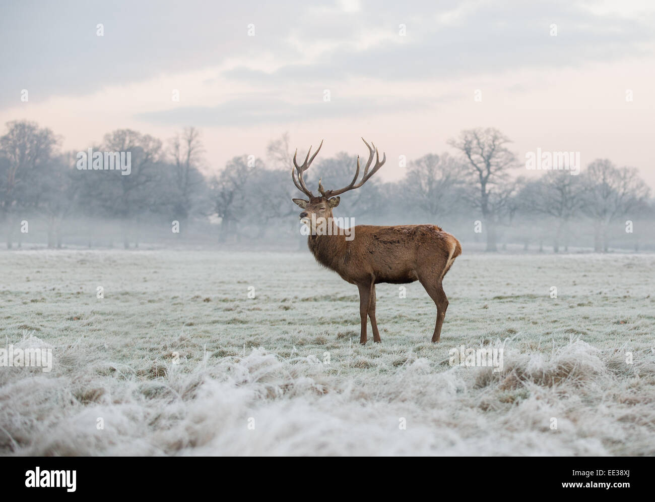 Stag in Richmond Park in frosty winter Stock Photo - Alamy