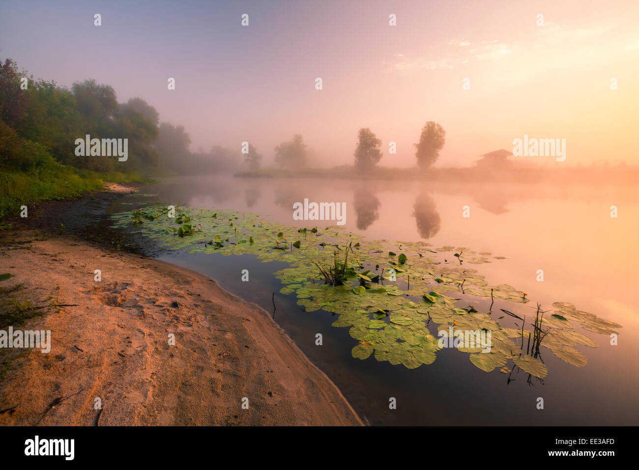 beautiful lilies on a lake. The Ukraine Stock Photo - Alamy