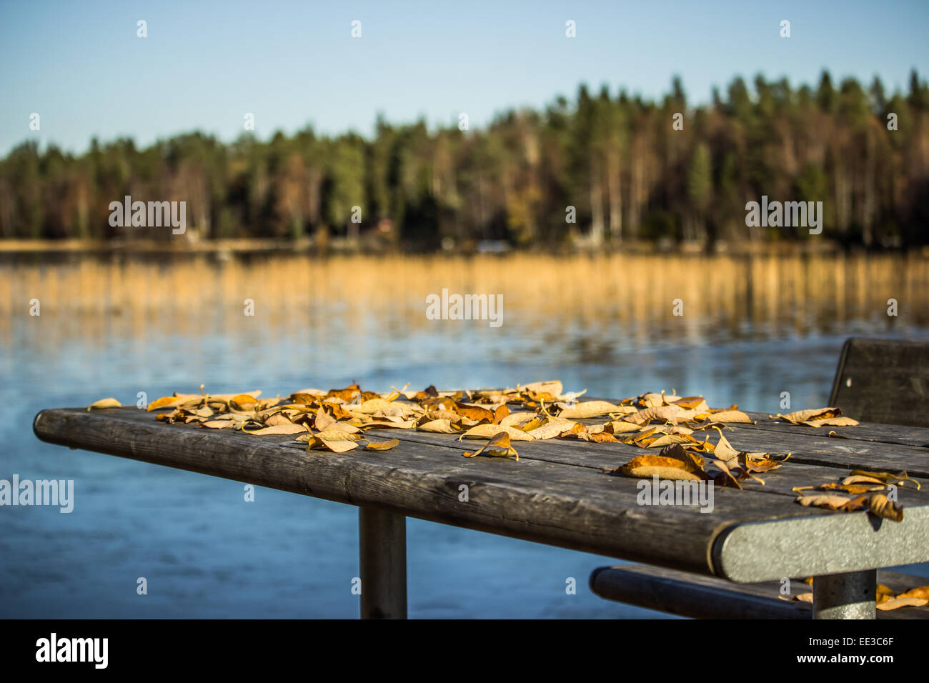 Table with Fall Leaves Stock Photo - Alamy