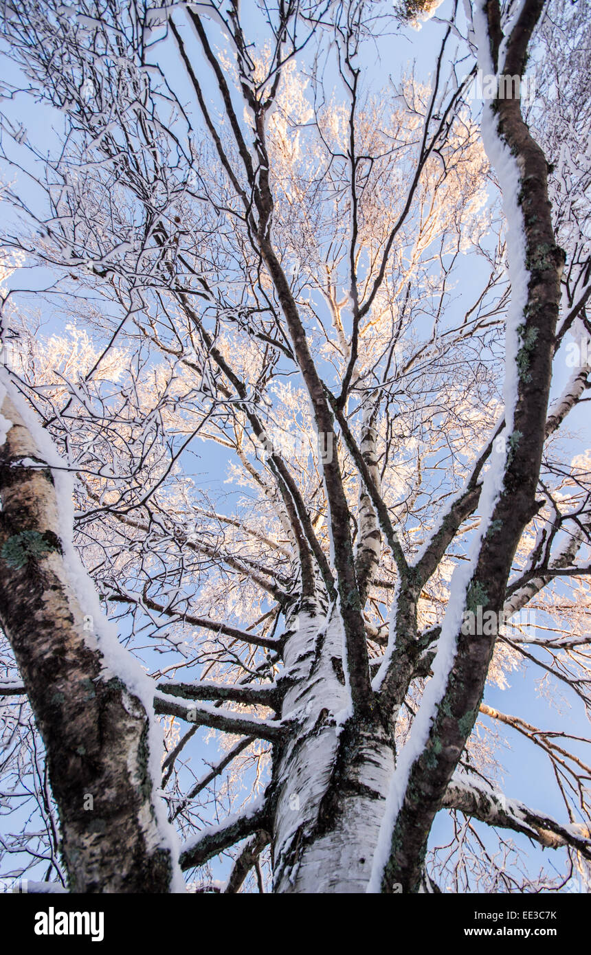 Single Birch Tree In Winter