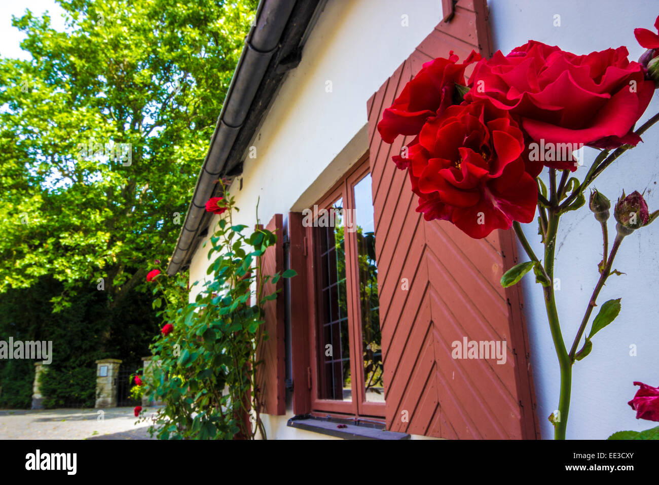 Red Roses by Building Stock Photo - Alamy