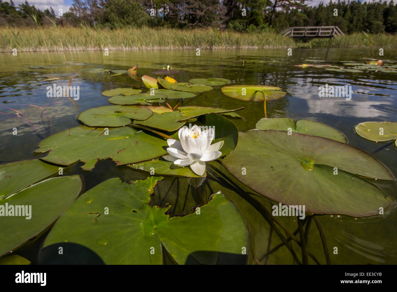 Water Lily Floating in Water Stock Photo - Alamy