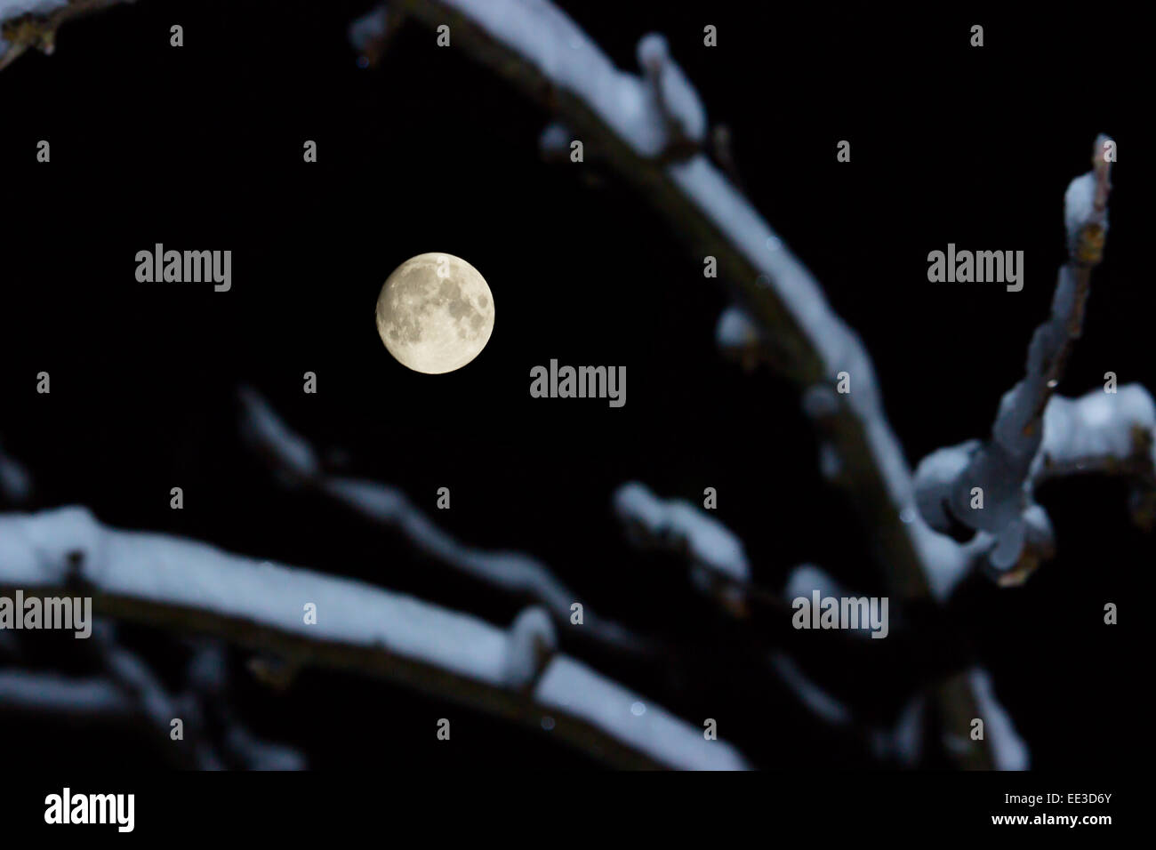 Branches and moon hi-res stock photography and images - Alamy