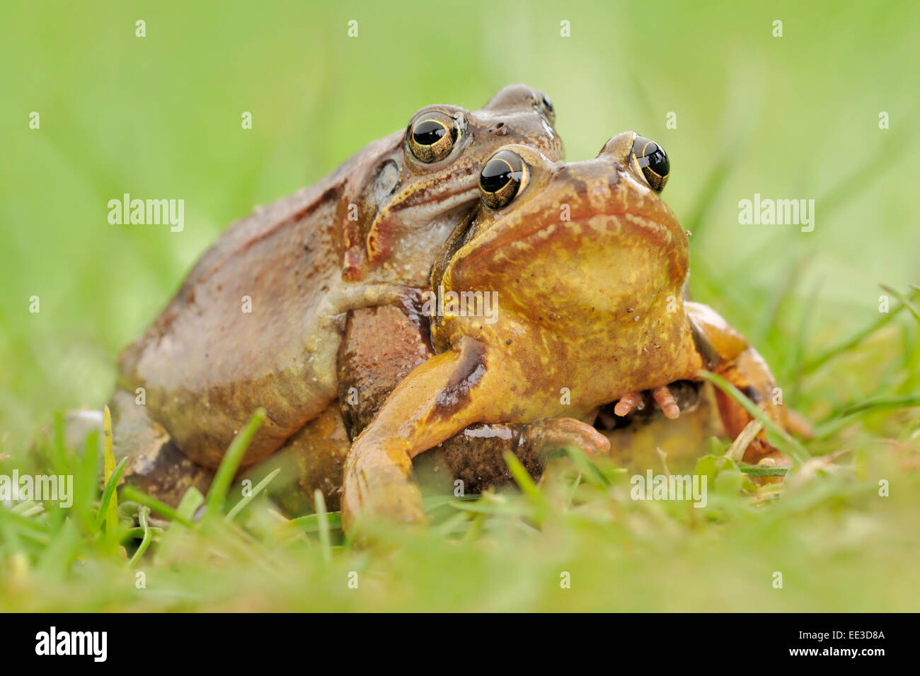 (European) common (brown) frog [Rana temporaria], Grassfrosch, Germany ...