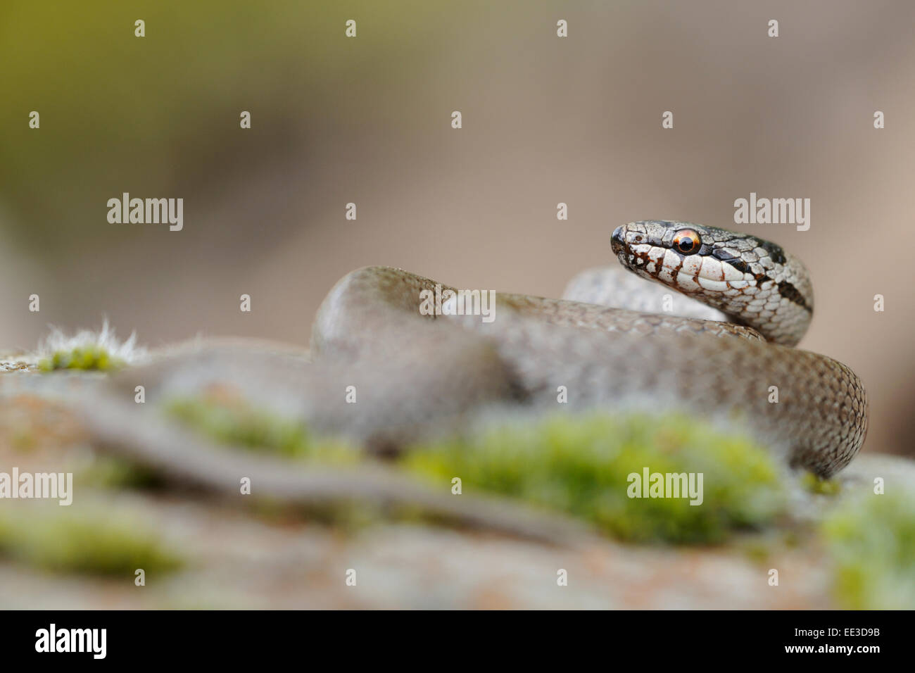 Smooth snake hi-res stock photography and images - Alamy