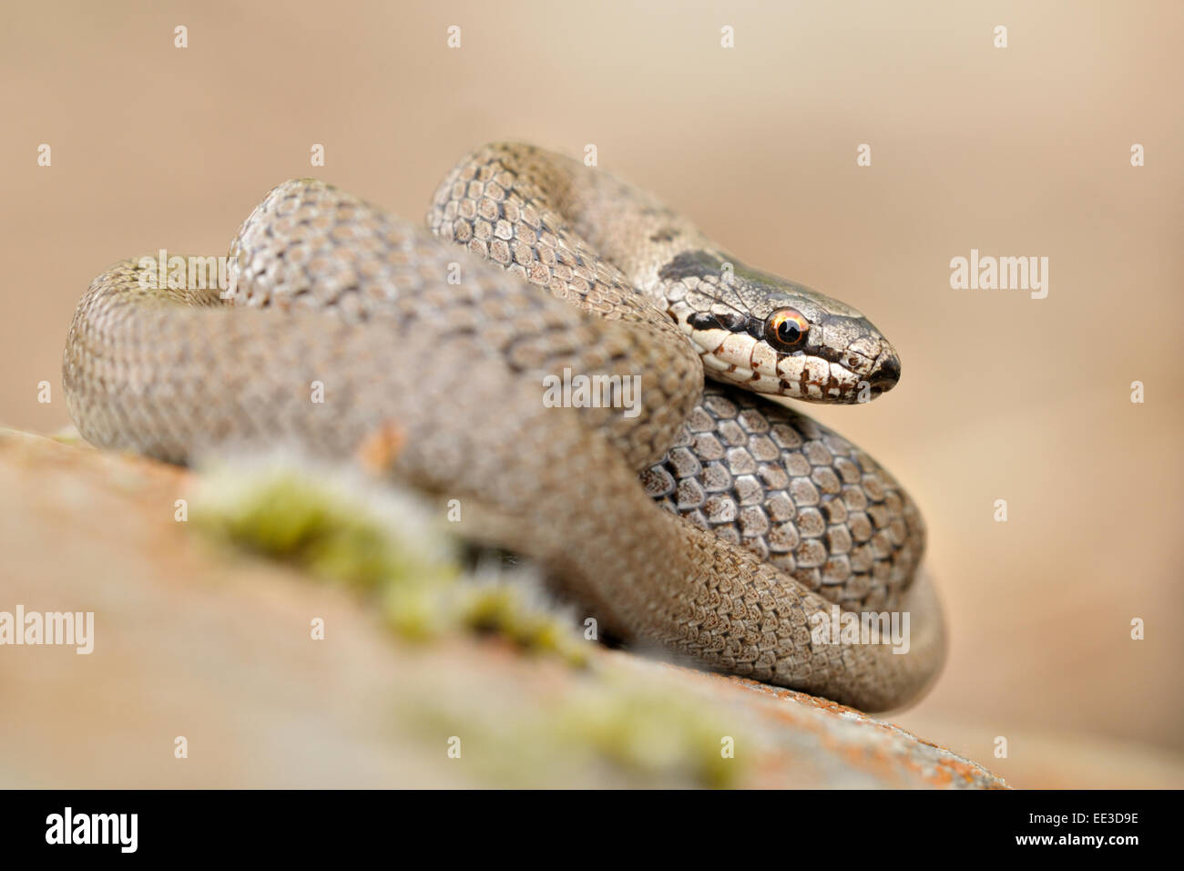 Smooth snake hi-res stock photography and images - Alamy