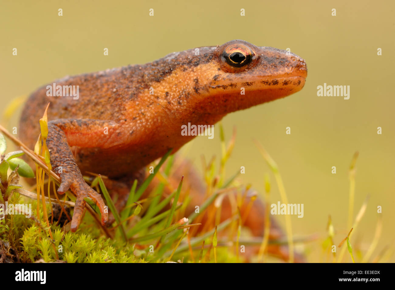 Common Newt High Resolution Stock Photography and Images - Alamy