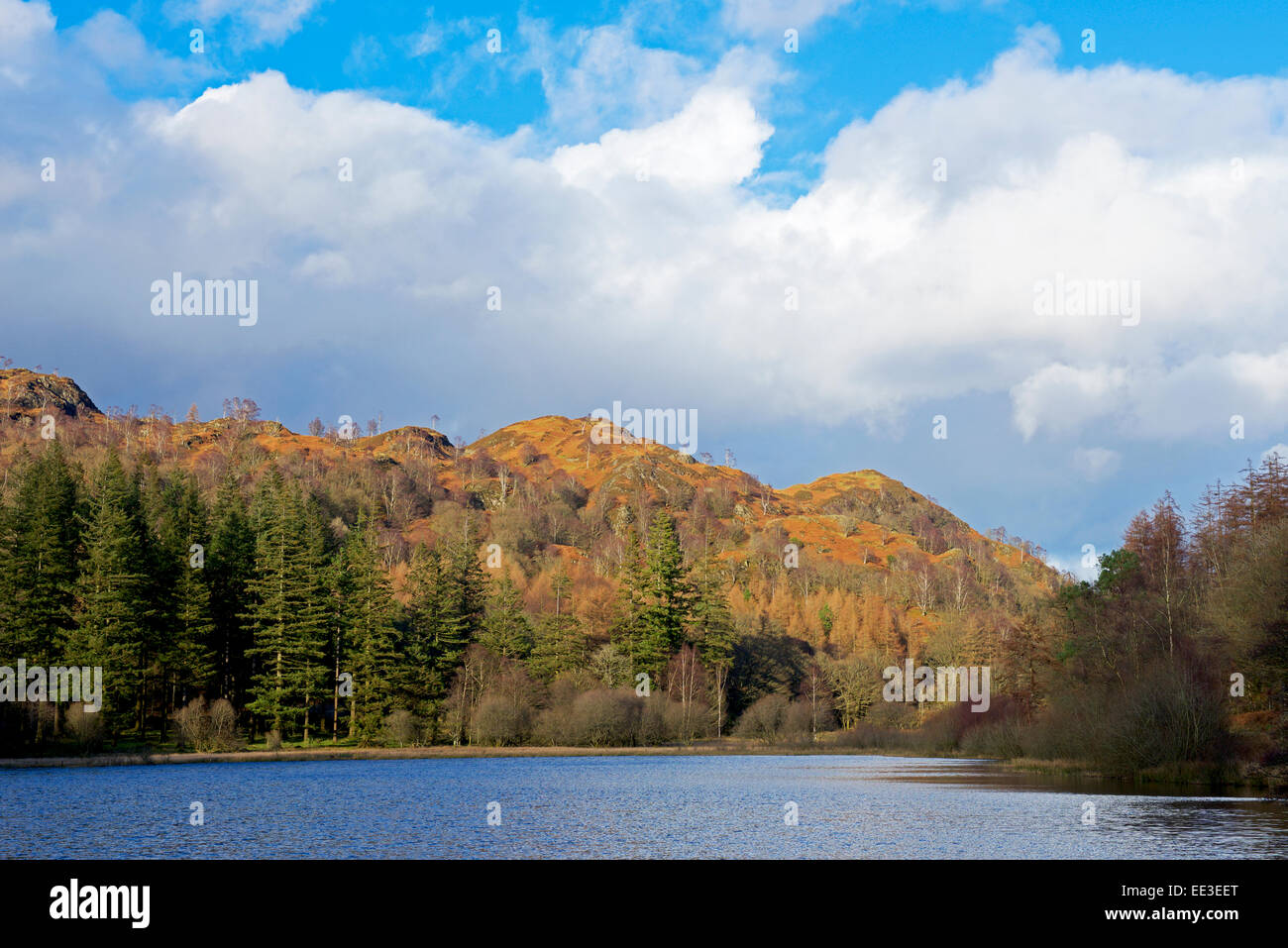 Yew tree tarn lake district hi-res stock photography and images - Alamy