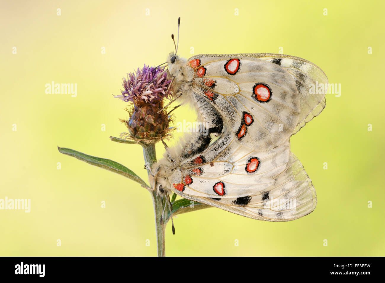 mountain Apollo [Parnassius apollo] apollofalter germany Stock Photo ...