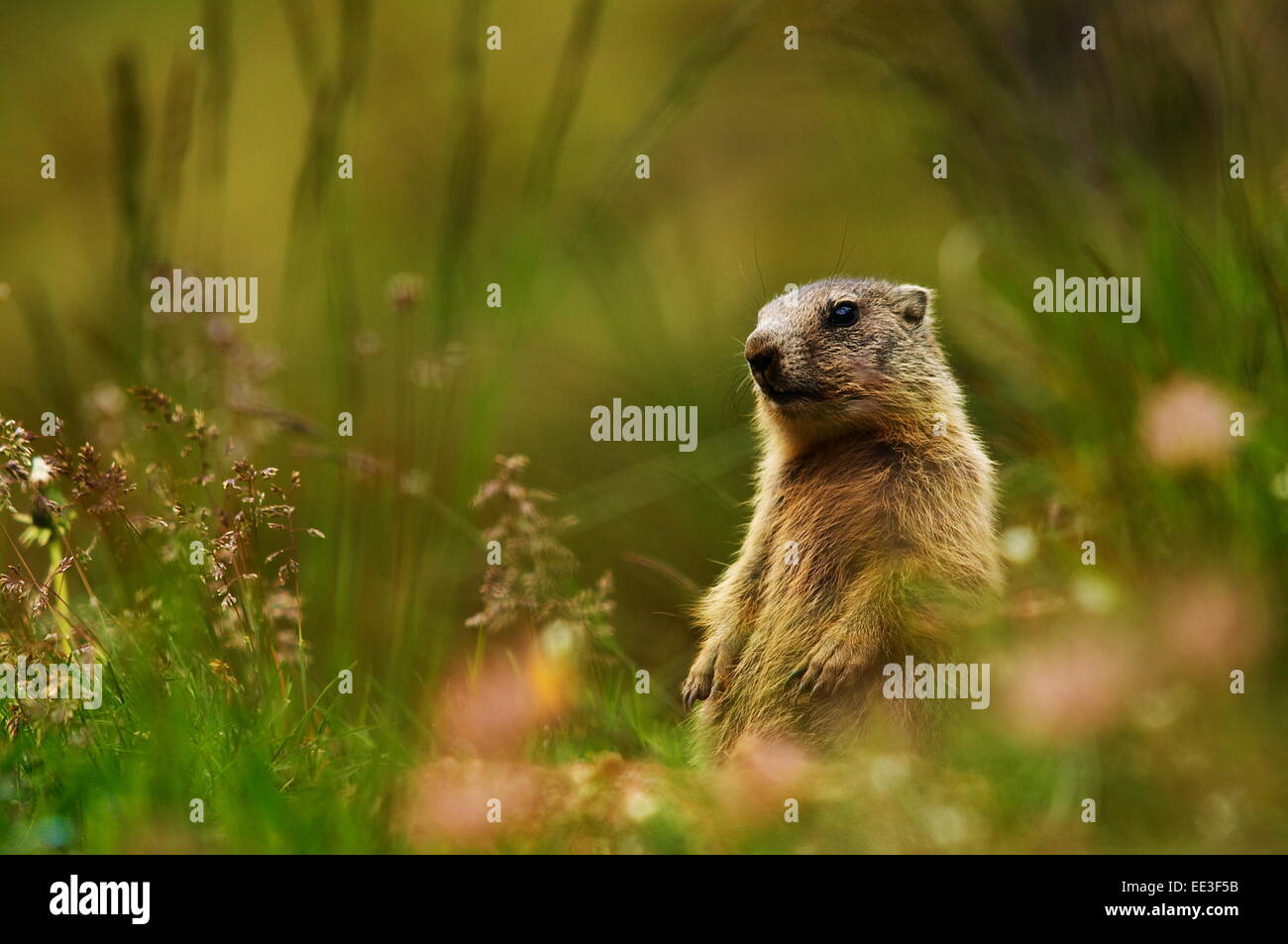 Cute marmot is watching and looking around Stock Photo - Alamy