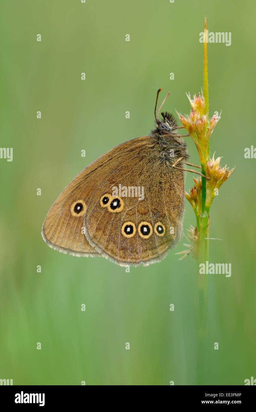 Brauner Waldvogel ringlet (butterfly) [Aphantopus hyperantus], germany ...