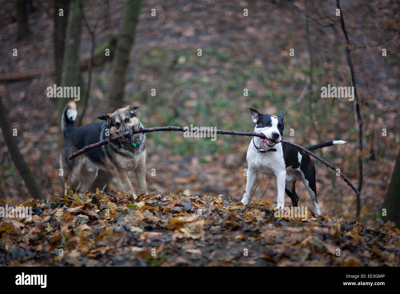 Shepherd dogs forest hi-res stock photography and images - Alamy