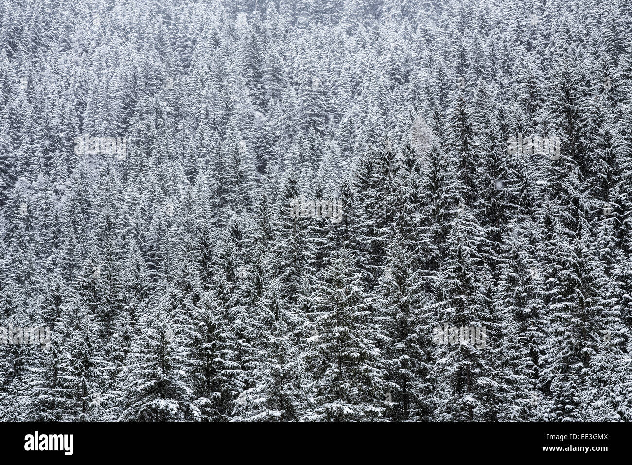 Snow covered tree texture Stock Photo - Alamy