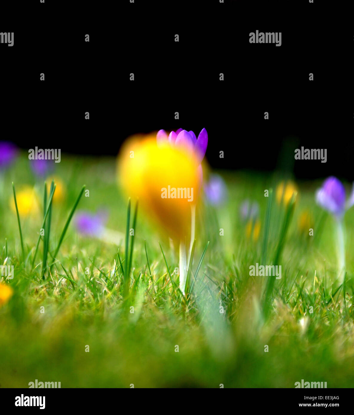 Yellow and purple crocuses / Spring blooms Stock Photo - Alamy