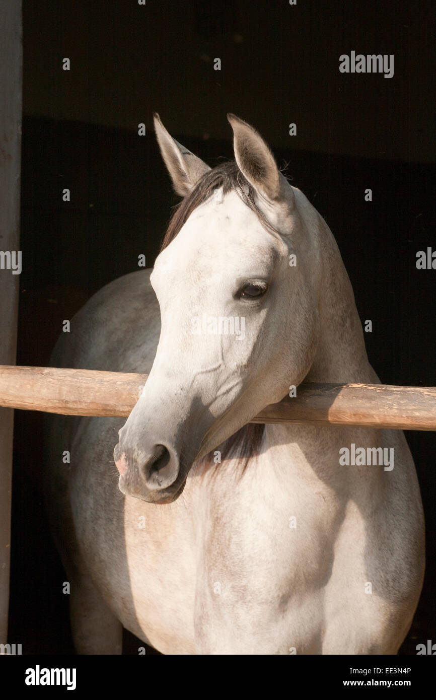 Arabian gray youngster in the stable door. Beautiful purebred gray ...