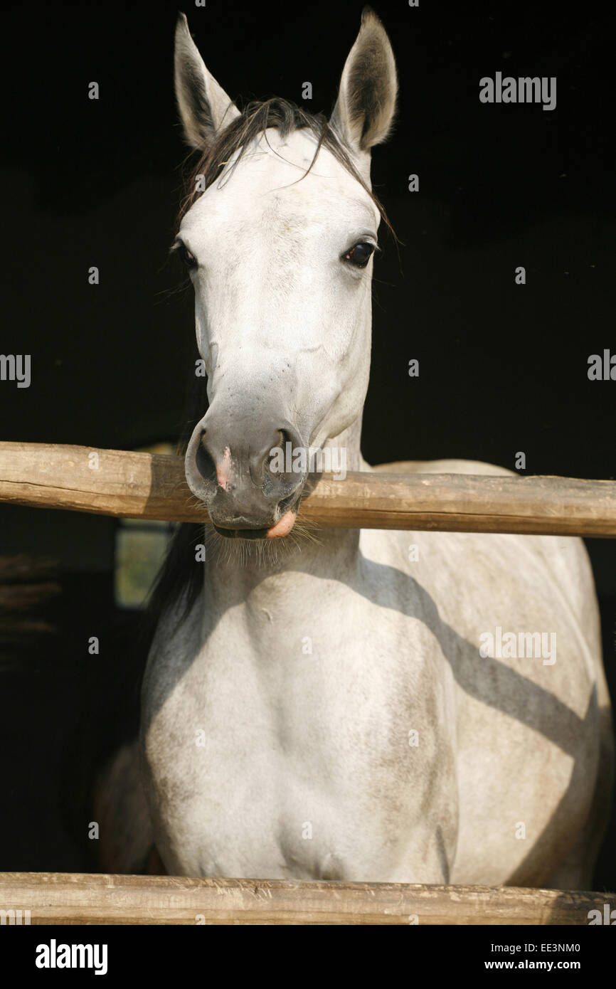Beautiful purebred gray arabian horse standing in the barn door ...