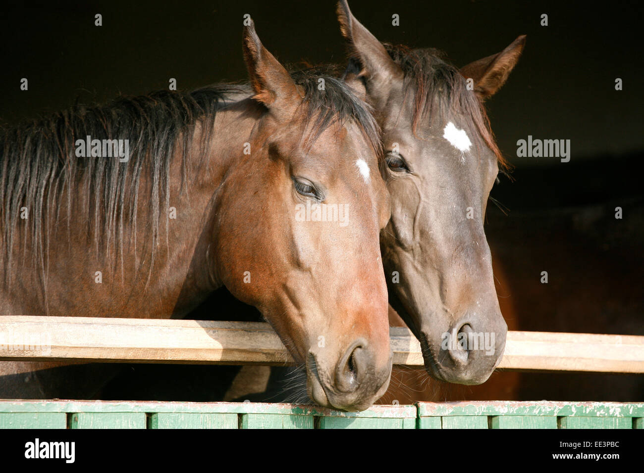 Two horses looking over stable hi-res stock photography and images - Alamy